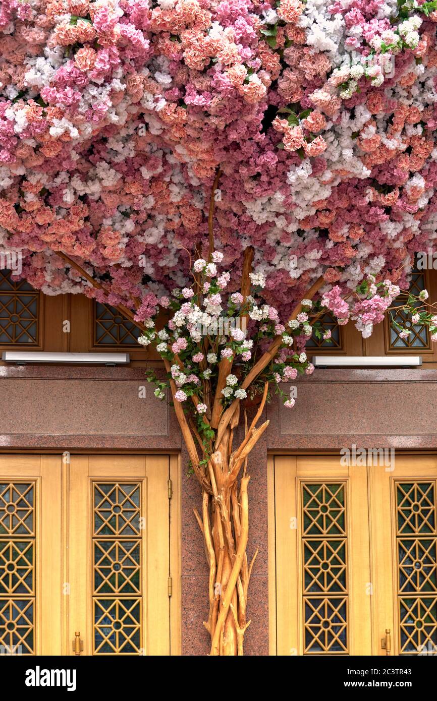 Entrance door under the blooming tree. Pink and white flowers Stock ...