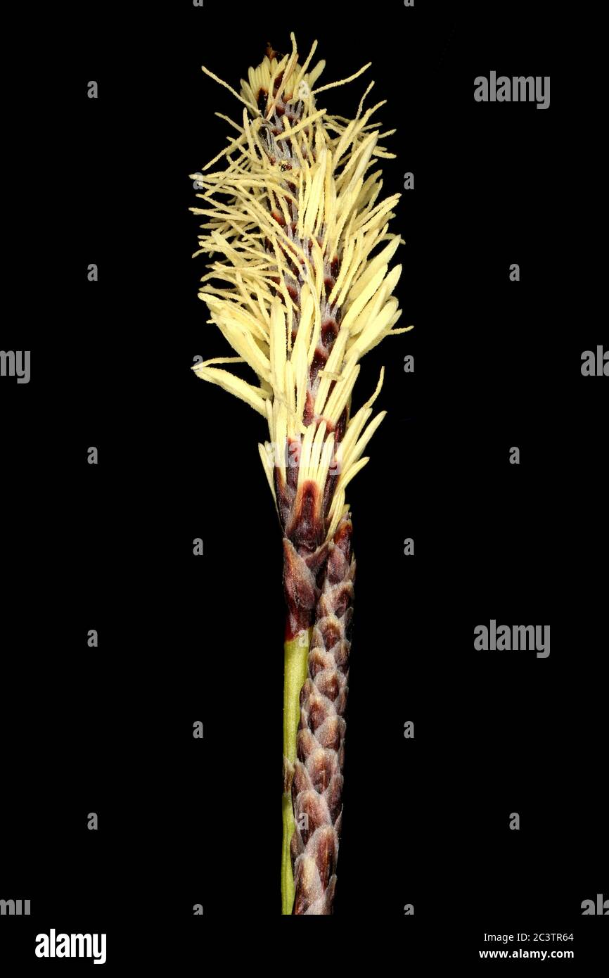 Rare spring sedge hi-res stock photography and images - Alamy