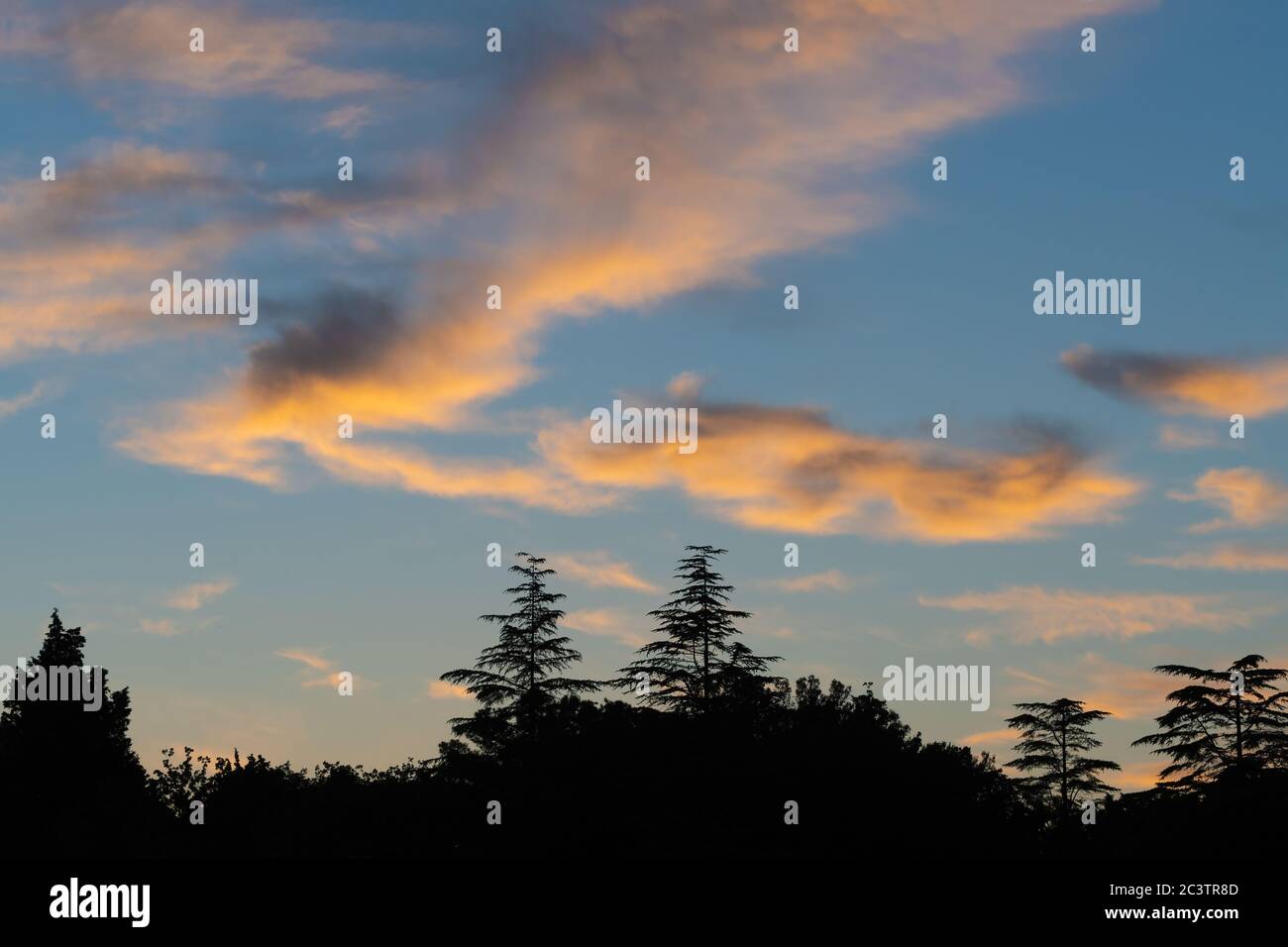 Beautiful sunset sky with orange sunlit clouds and silhouette of cedar ...