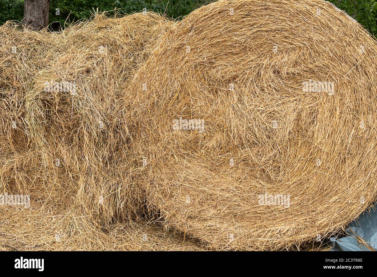 Round bales of hay. Haystack on the farm Stock Photo - Alamy