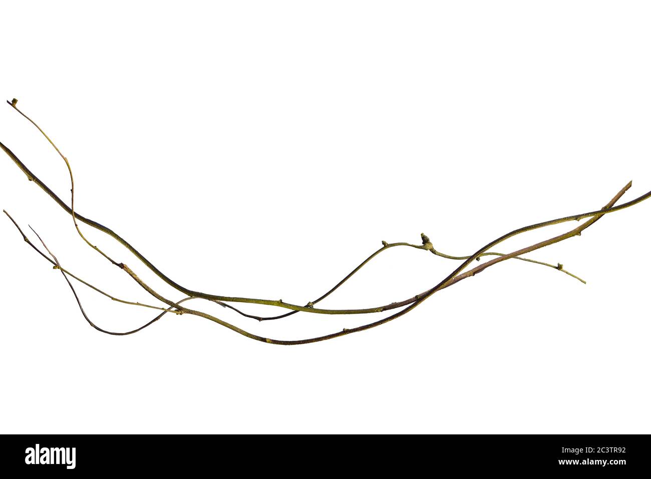 Crooked vine Cut Out Stock Images & Pictures - Alamy