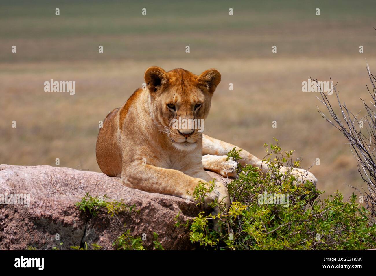 Female Lioness (Panthera leo Stock Photo - Alamy