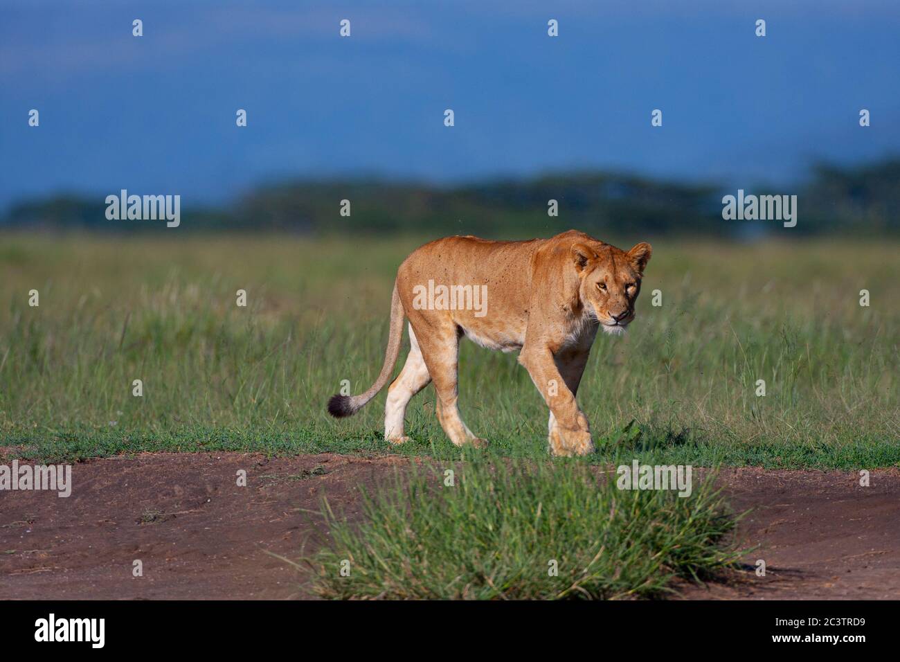 Female Lioness (Panthera leo Stock Photo - Alamy