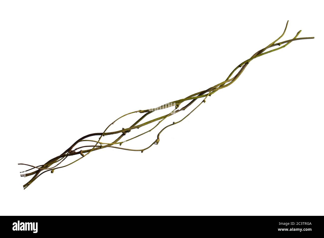 wood root. Spiral twisted jungle tree branch, vine liana plant isolated ...