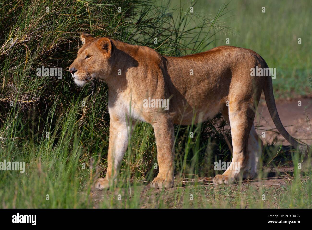 Female Lioness (Panthera leo Stock Photo - Alamy
