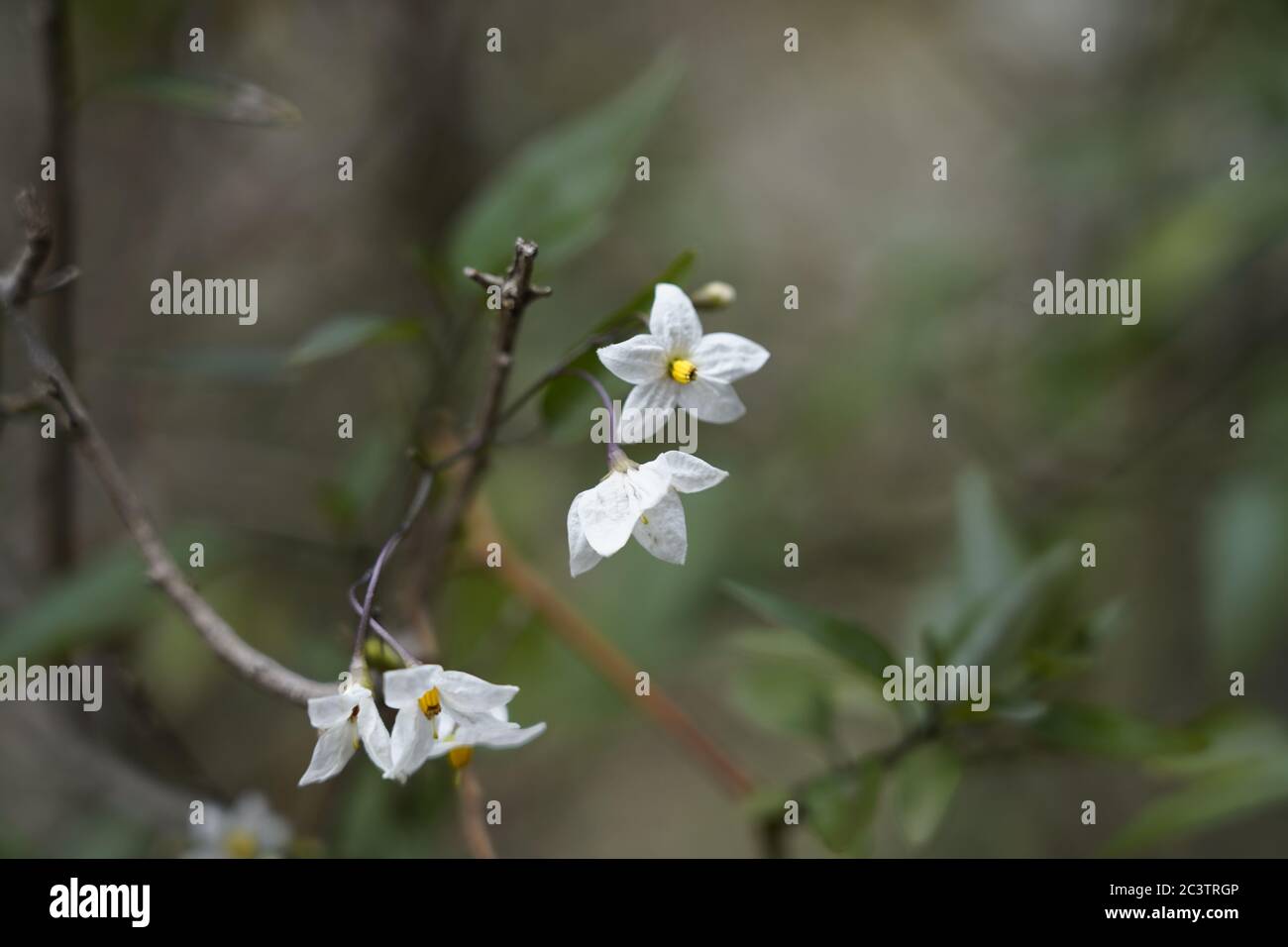 Beautiful Black nightshade flower at Bendigo, Victoria, Australia Stock ...