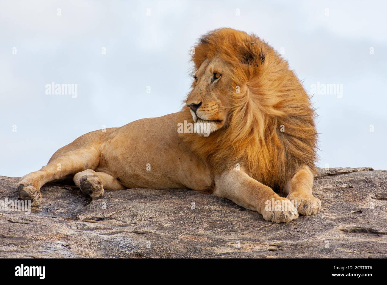 Panthera leo africa mane hi-res stock photography and images - Alamy