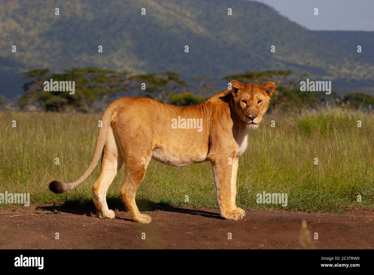 Female Lioness (Panthera leo Stock Photo - Alamy