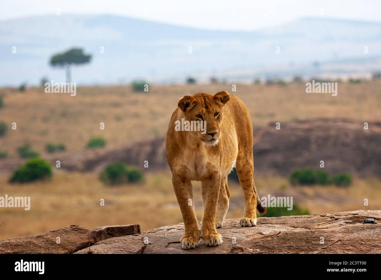 Female Lioness (Panthera leo Stock Photo - Alamy