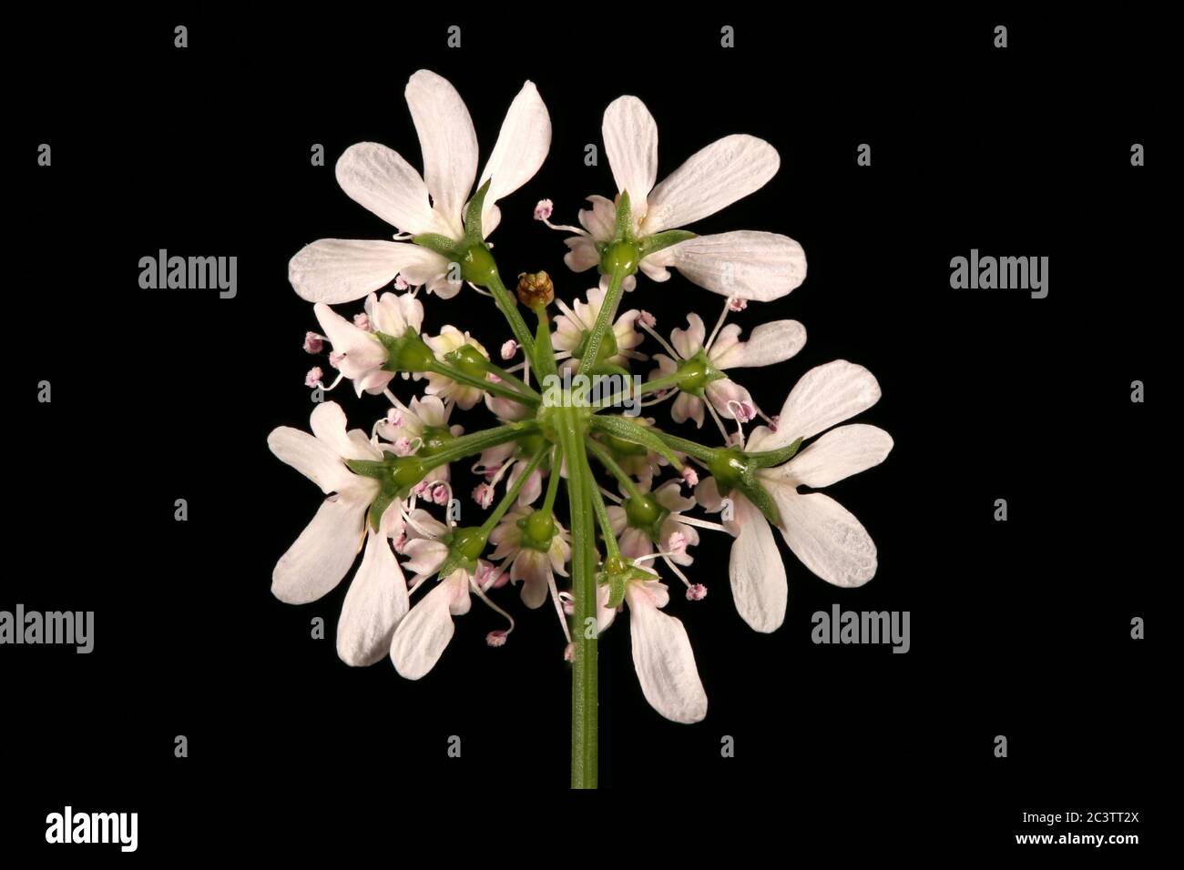Coriander inflorescence hi-res stock photography and images - Alamy