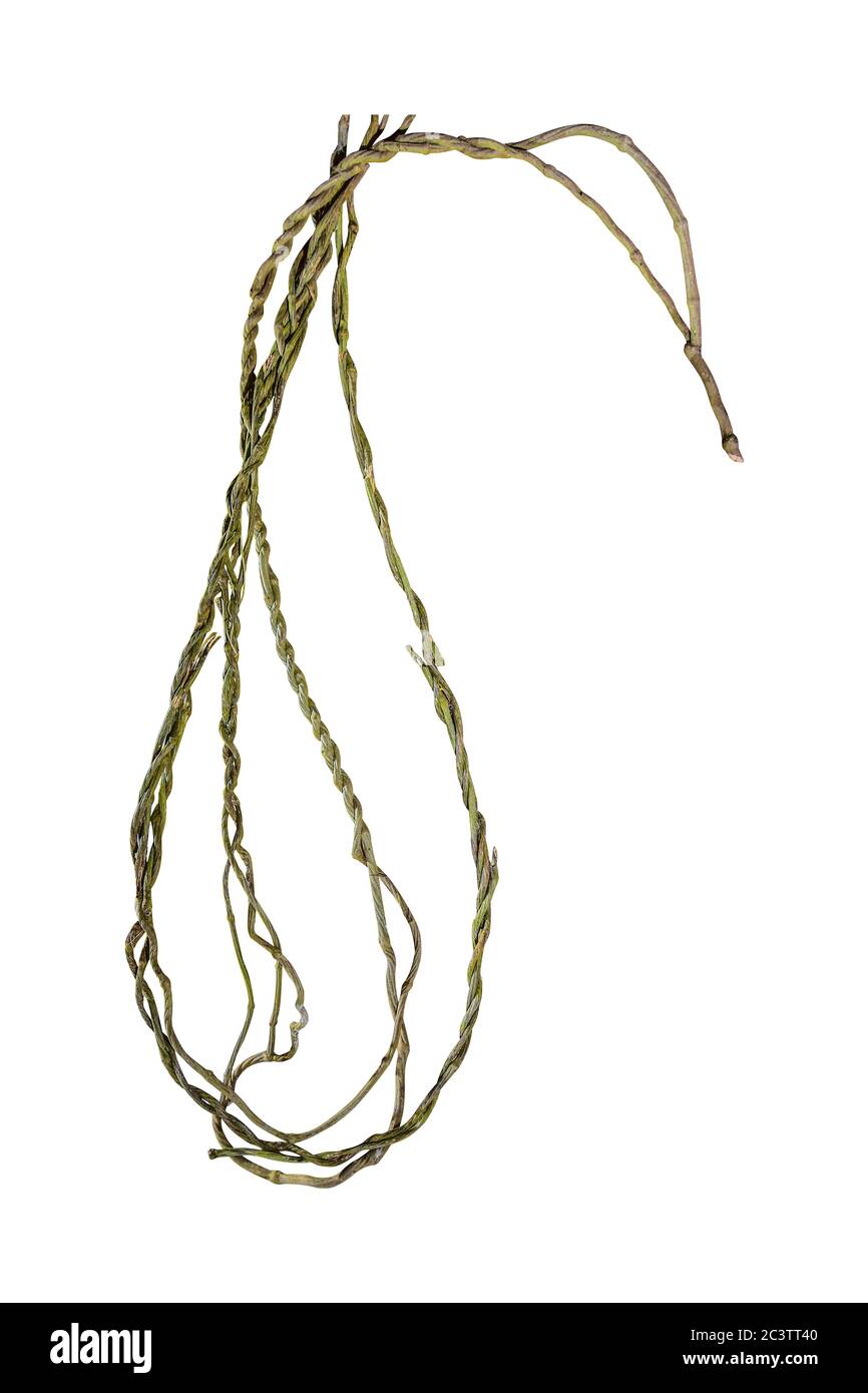 Close up of vine isolated on white background. Clipping path included ...