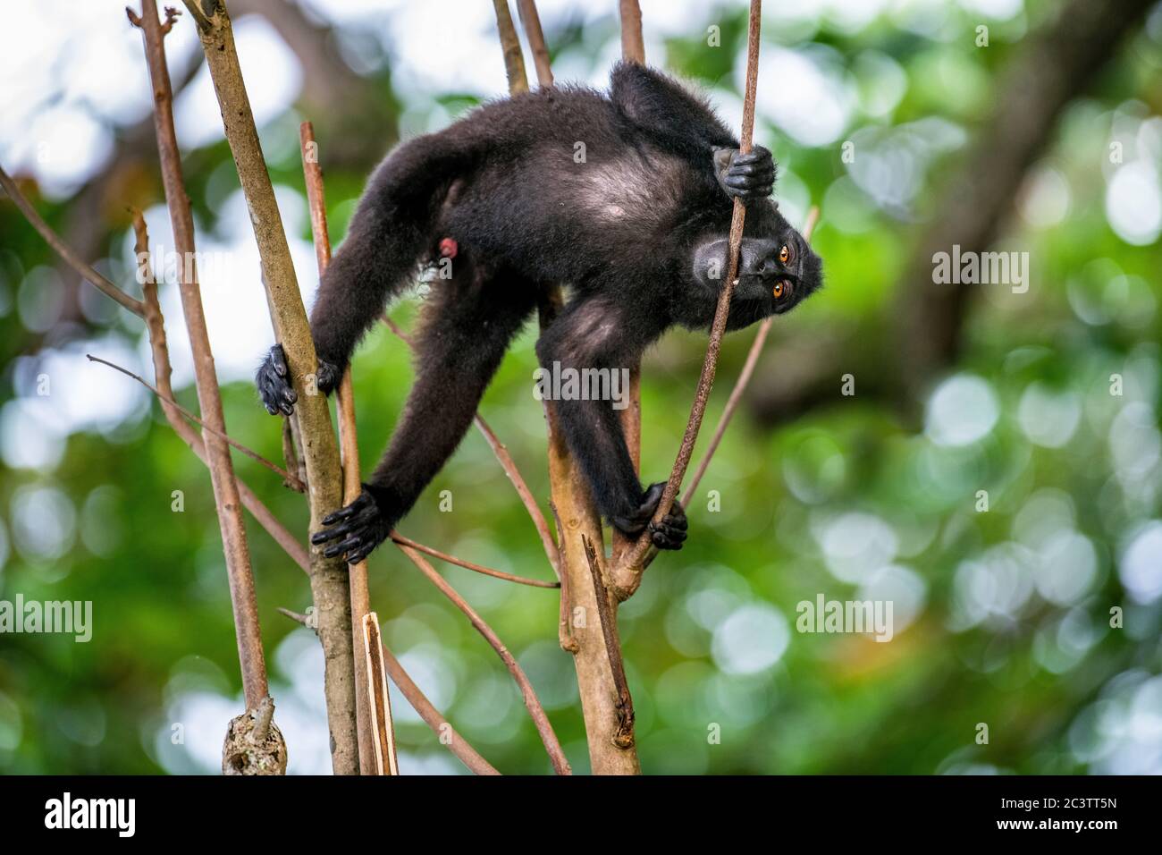 Macaque bites a branch on the tree. Crested black macaque, Sulawesi ...
