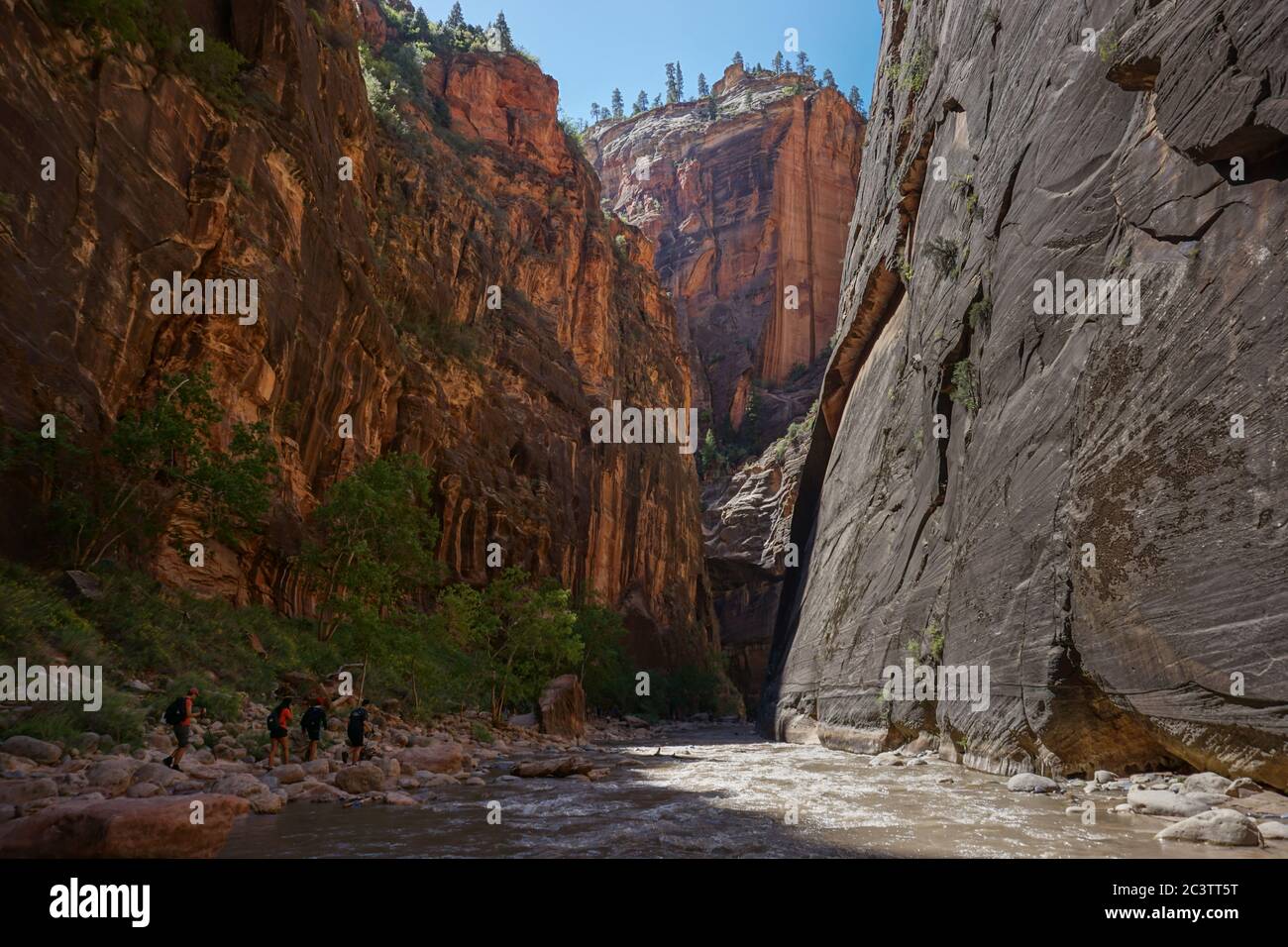 Hiking through the Narrows of the Zion Valley National Park, Utah Stock ...