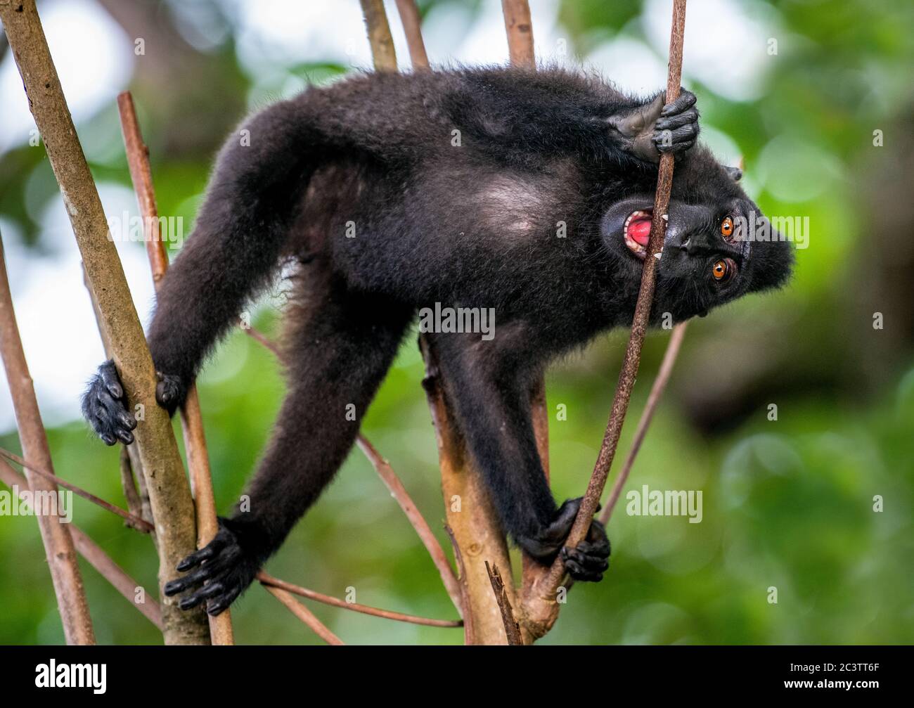 Macaque bites a branch on the tree. Crested black macaque, Sulawesi ...