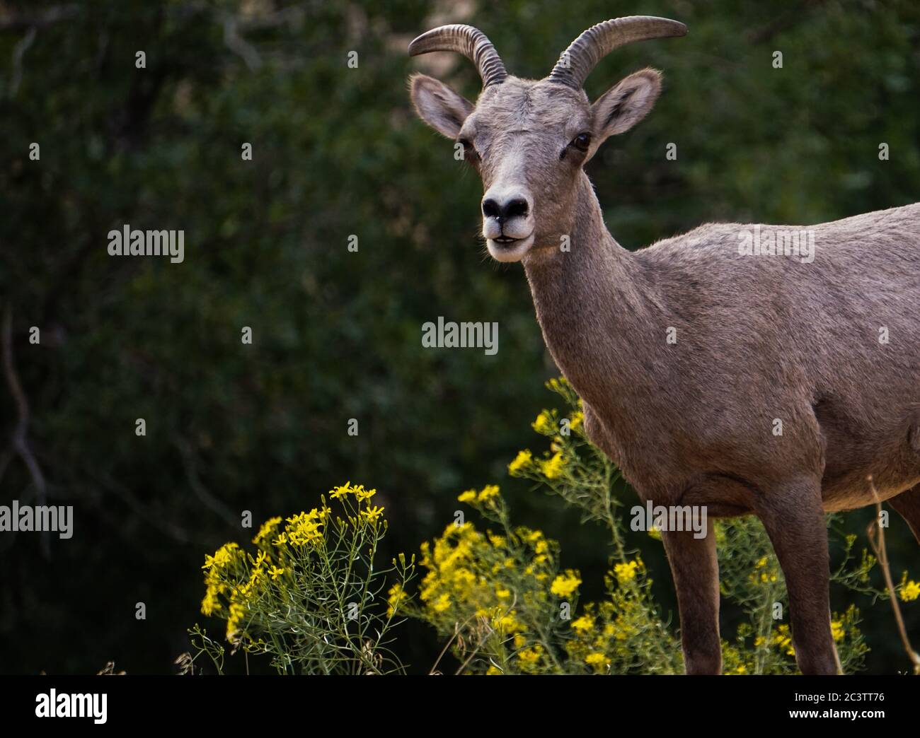 Wild bighorn sheep in the Zion National Park, Southern Utah Stock Photo ...