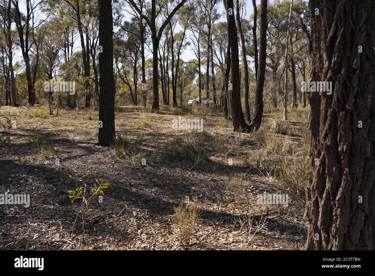 Eucalyptus ironbark tree hi-res stock photography and images - Alamy