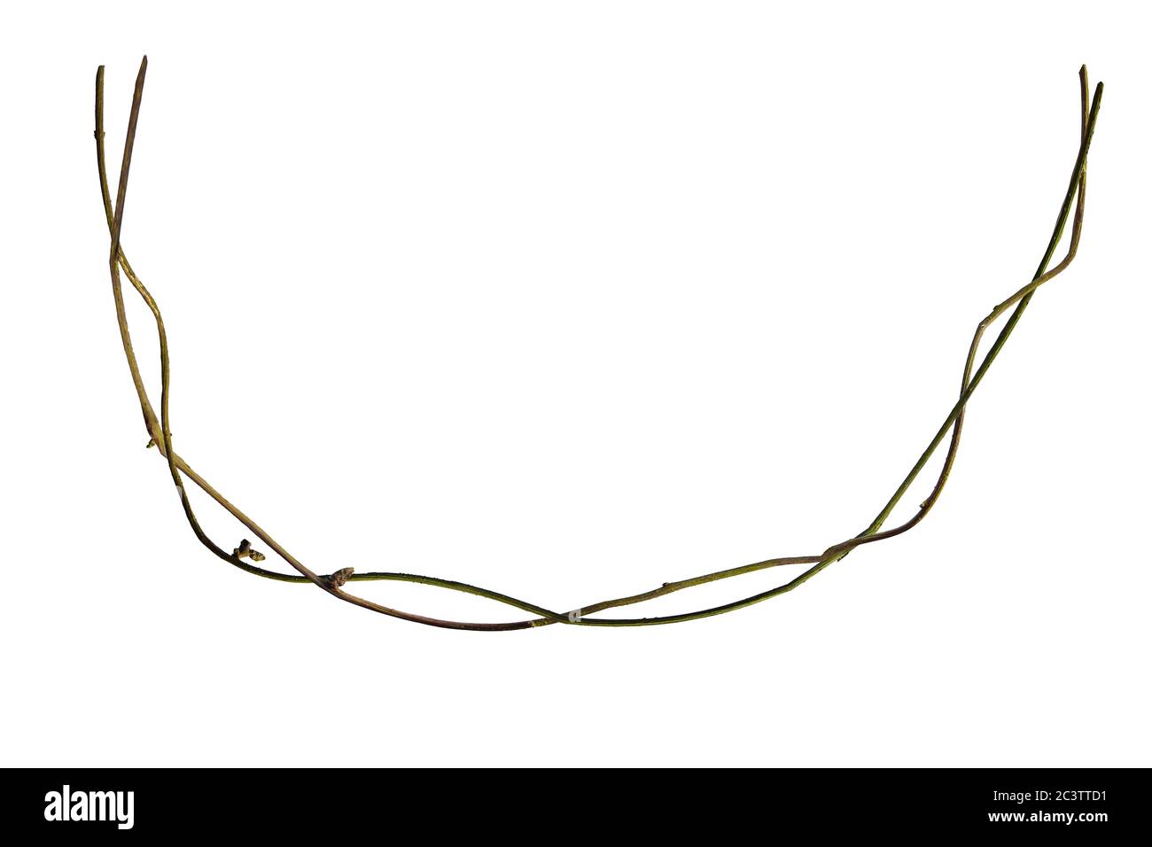 Rainforest root Cut Out Stock Images & Pictures - Alamy