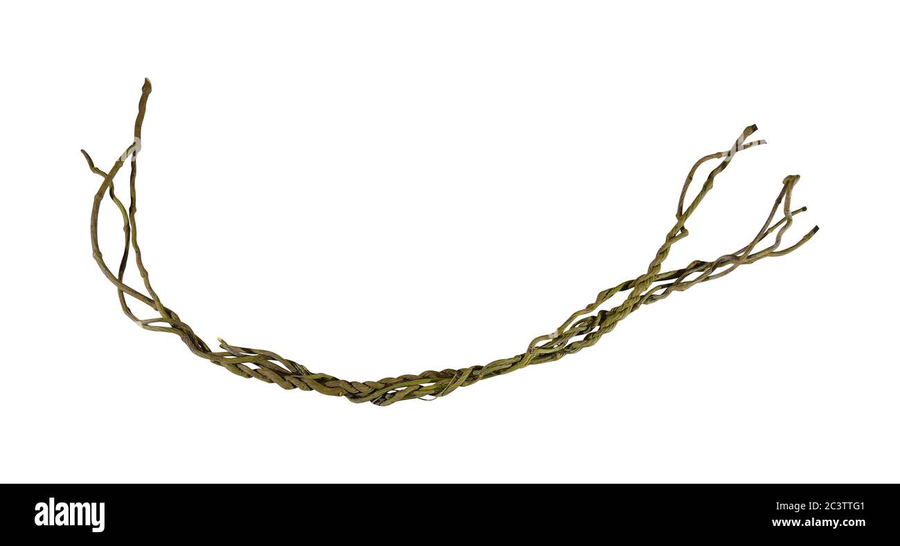 wood root Bush grape or three-leaved wild vine cayratia (Cayratia ...