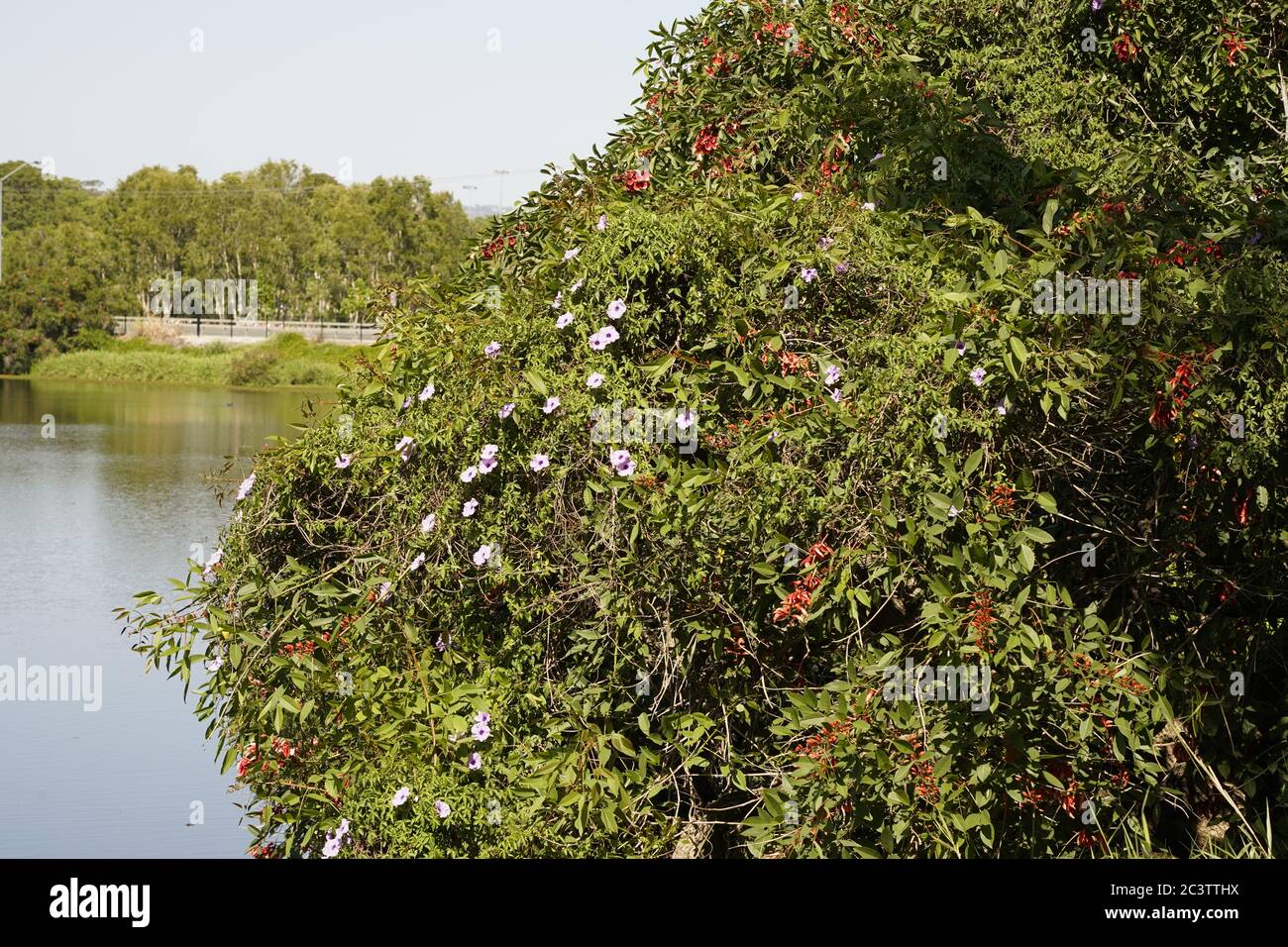 Lake Weeroona ornamental lake at Bendigo, Victoria, Australia Stock ...