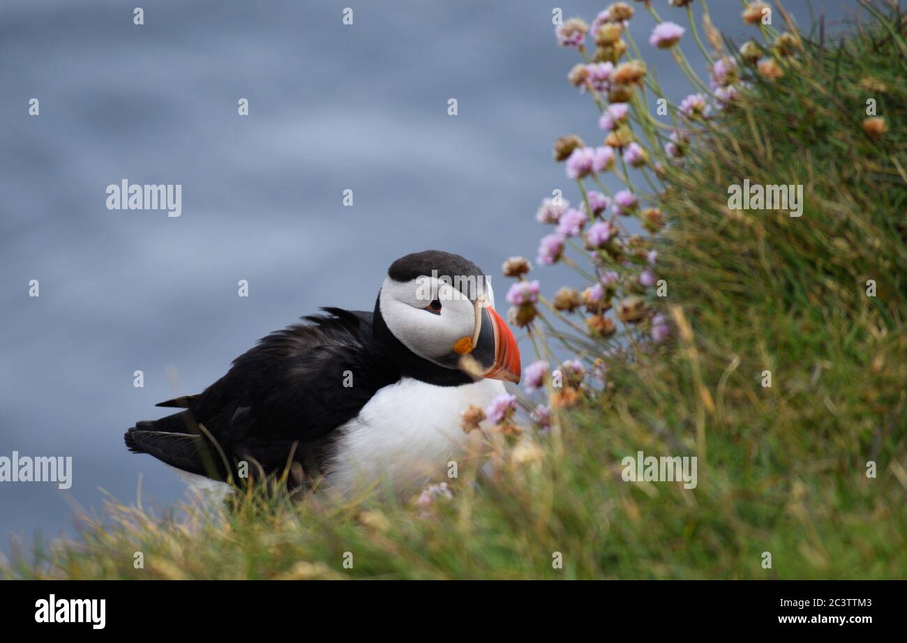 The beautiful Atlantic puffin in Iceland Stock Photo - Alamy