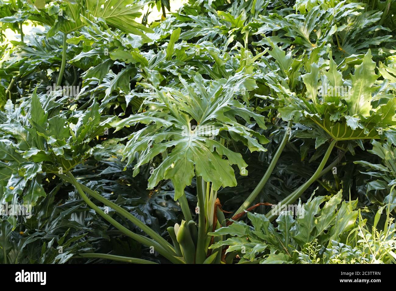 lacy tree philodendron plant growing wild in Bendigo, Victoria ...