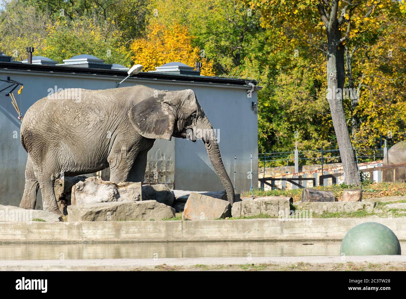 Elephant on the catwalk. Warsaw Zoo. Sunny day in the zoo. African wild ...