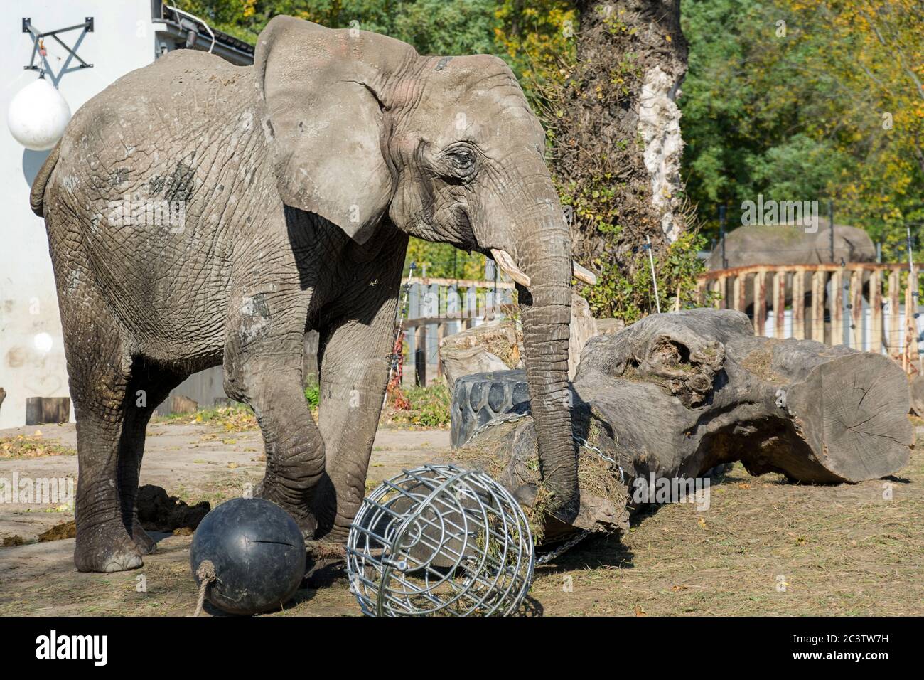 Elephant on the catwalk. Warsaw Zoo. Sunny day in the zoo. African wild ...