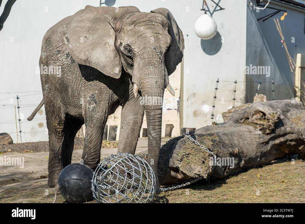 Elephant on the catwalk. Warsaw Zoo. Sunny day in the zoo. African wild ...