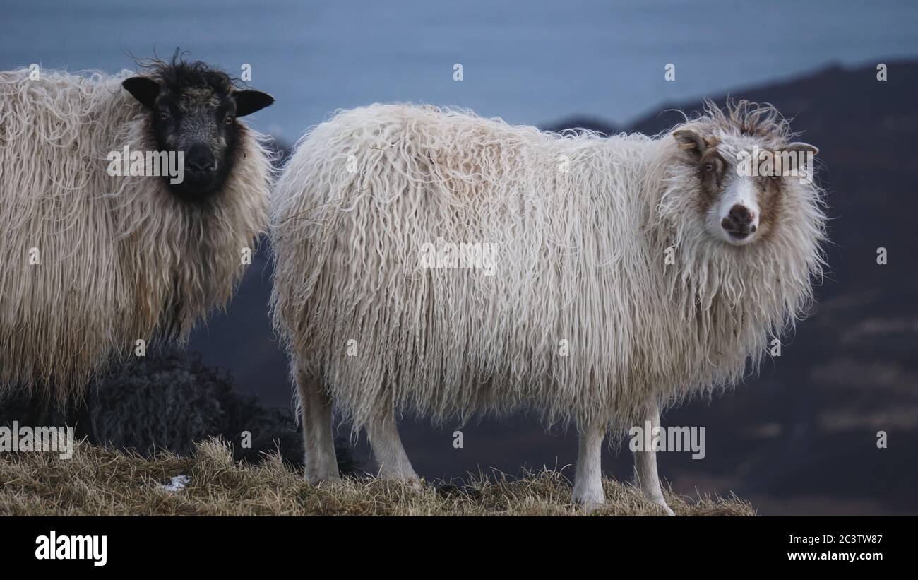 The Icelandic sheep Stock Photo - Alamy