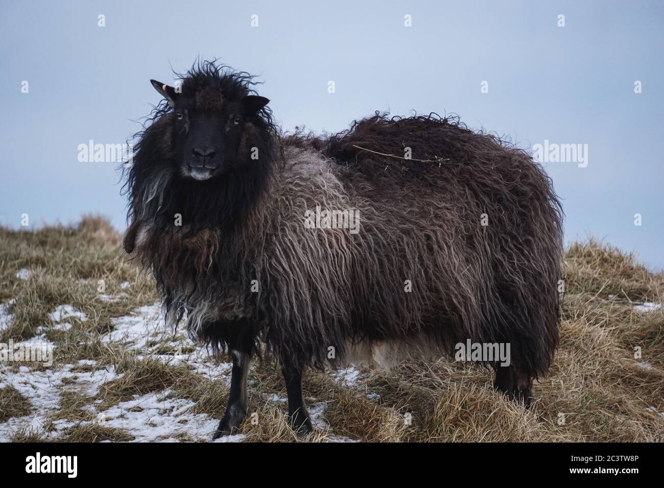 The Icelandic sheep Stock Photo - Alamy