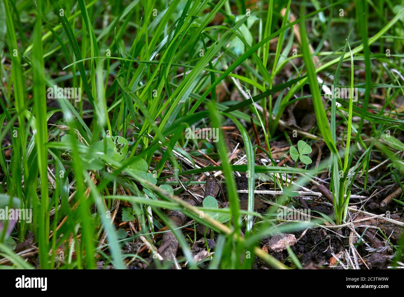Newly seeded grass hi-res stock photography and images - Alamy