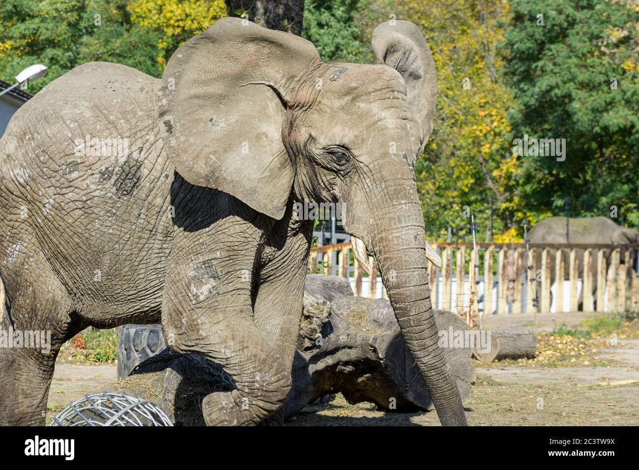 Elephant on the catwalk. Warsaw Zoo. Sunny day in the zoo. African wild ...