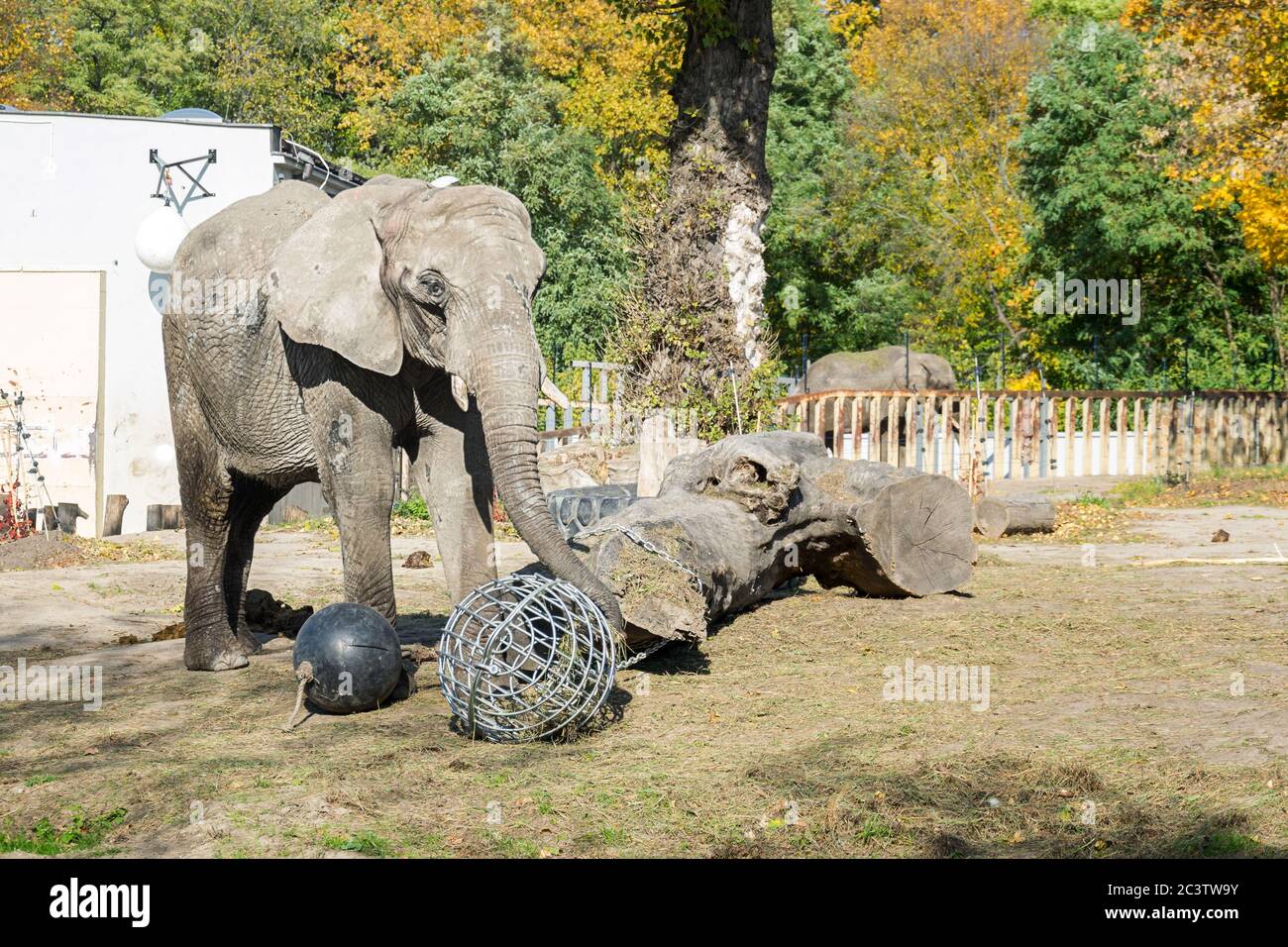 Elephant on the catwalk. Warsaw Zoo. Sunny day in the zoo. African wild ...