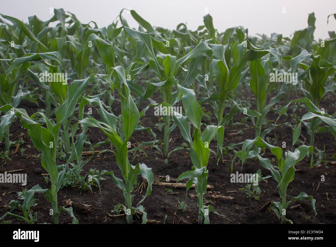 Corn field, the growth of young corn on the field in the morning mist ...