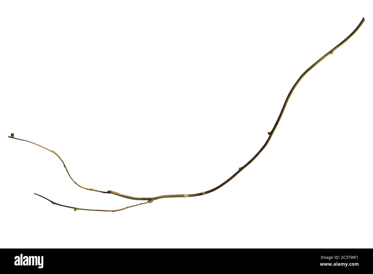 Twisted old tree growing Cut Out Stock Images & Pictures - Alamy