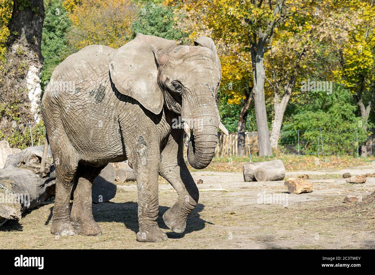 Elephant on the catwalk. Warsaw Zoo. Sunny day in the zoo. African wild ...