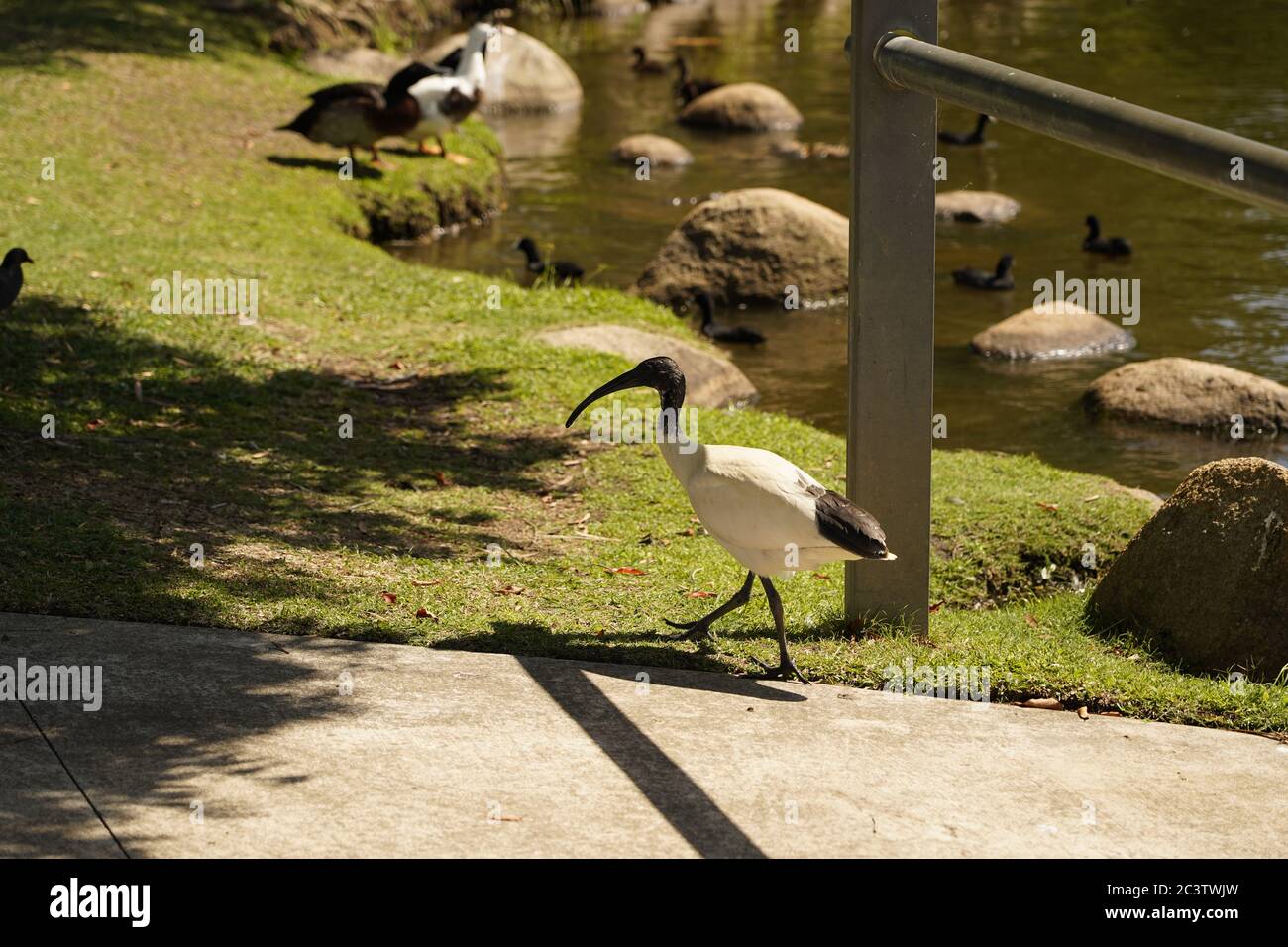 Ibis brisbane australia hi-res stock photography and images - Alamy