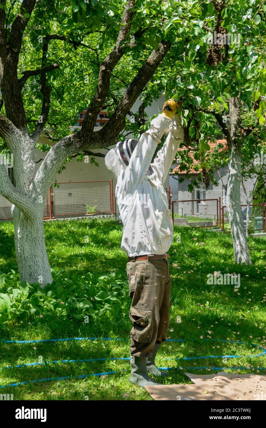 Beekeeper cutting a branch with bee swarm Stock Photo - Alamy