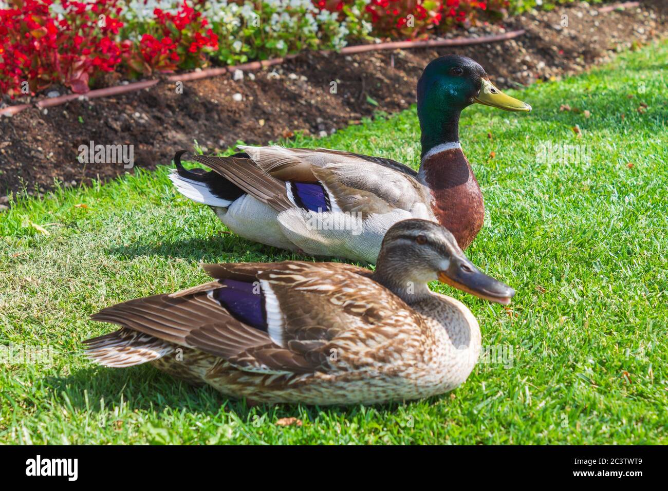 Nobody together fauna animal ornithology hi-res stock photography and ...