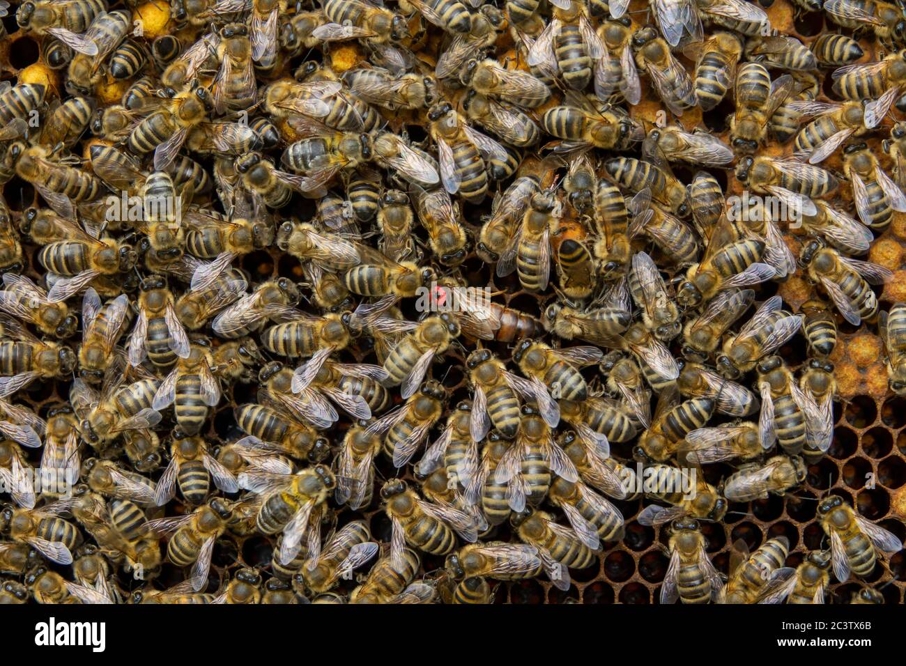 Beequeen with red dot on her head Stock Photo - Alamy