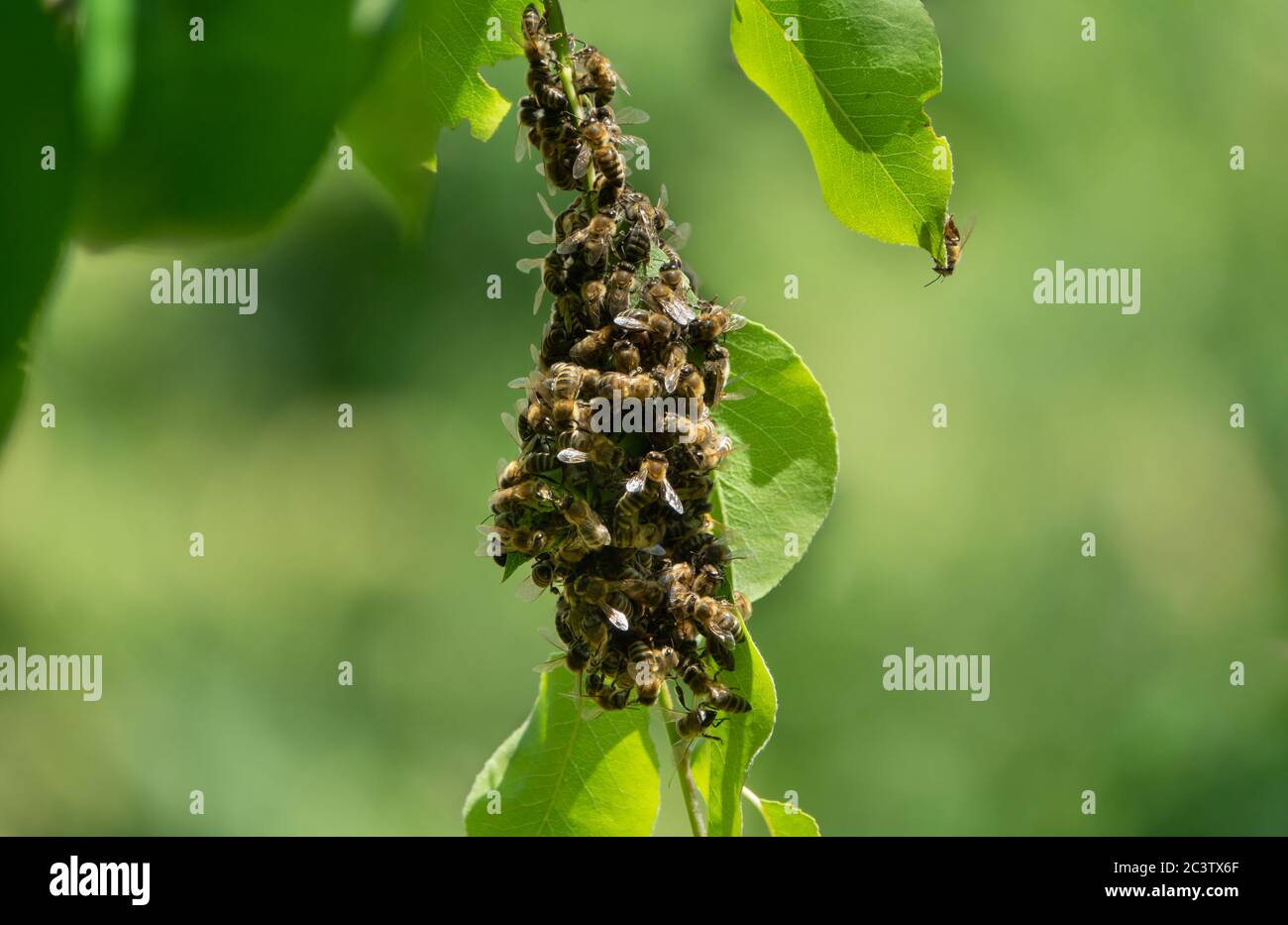 Small bee swarm on the tree Stock Photo - Alamy