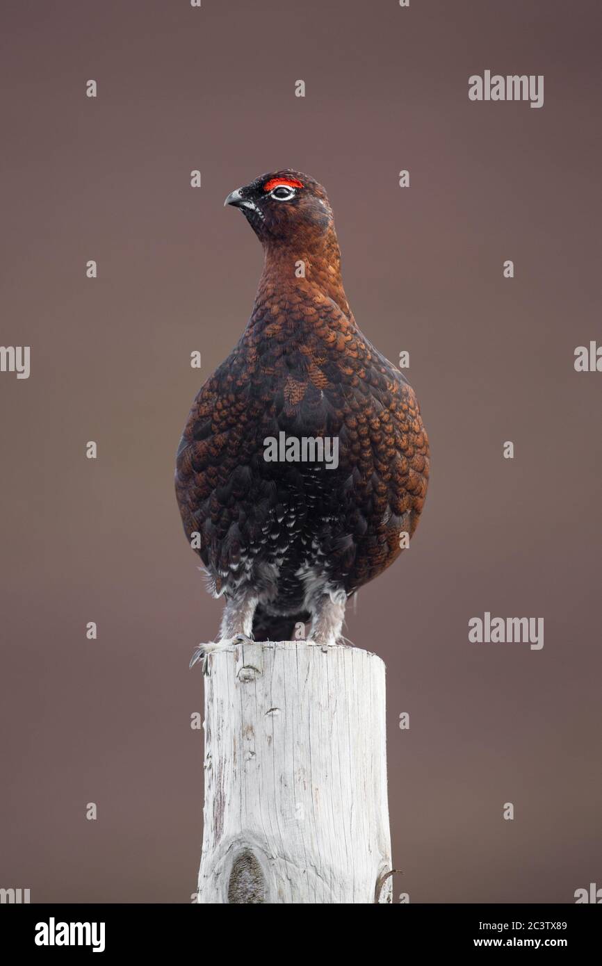 Male grouse hi-res stock photography and images - Alamy