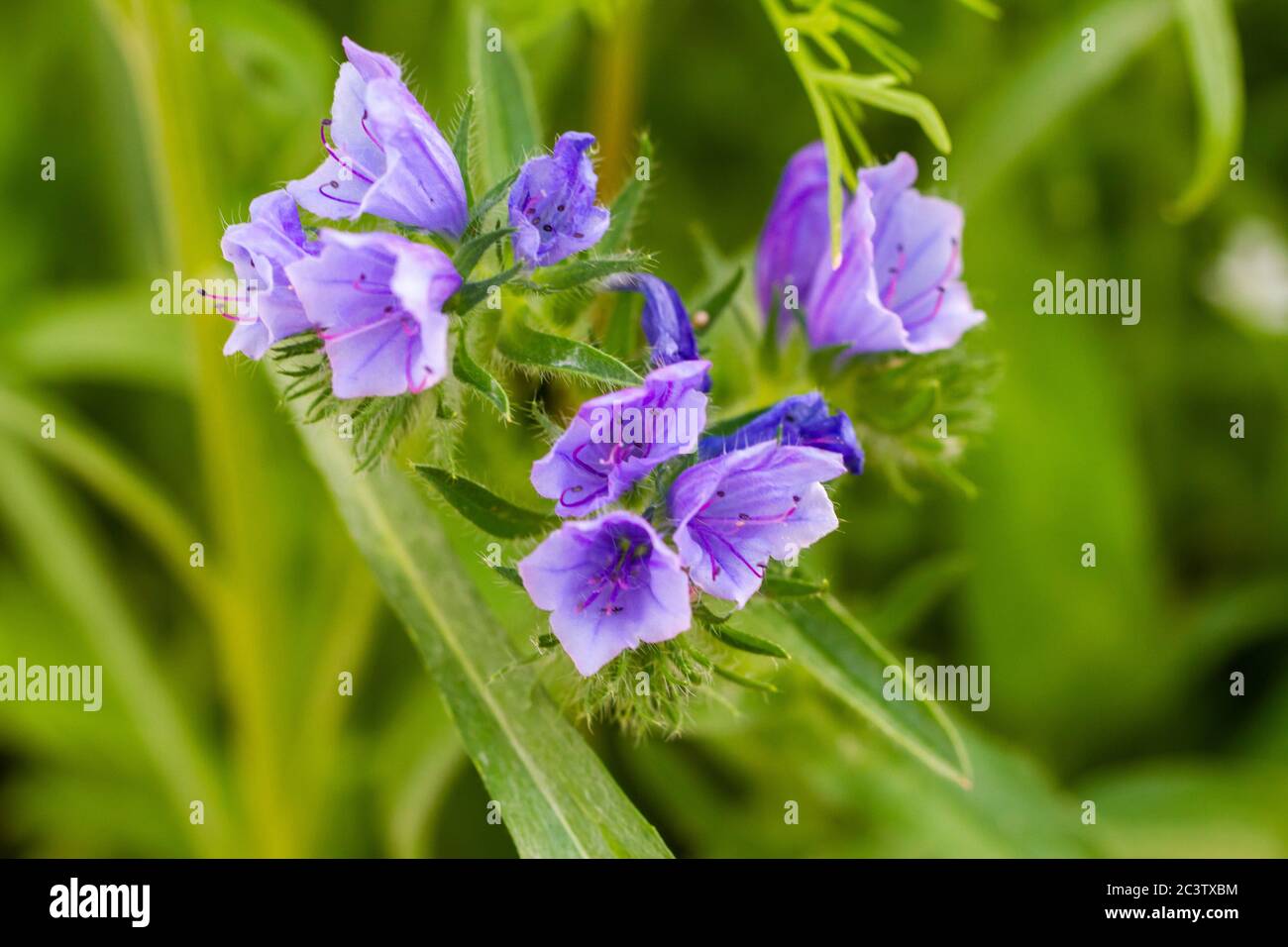 Close-up of harebell flowers, Campanula rotundifolia, known as Scottish ...