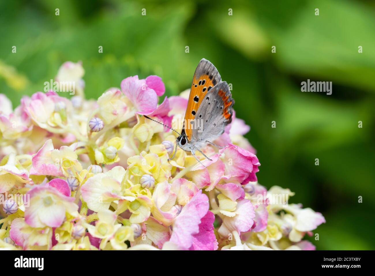 Small copper (Lycaena phlaeas) sucking Hydrangea macrophylla, Isehara ...
