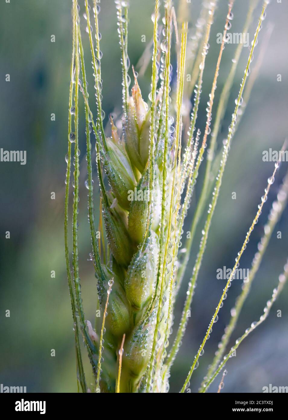 Cream of a spikelet of barley with small drops of morning dew Stock ...