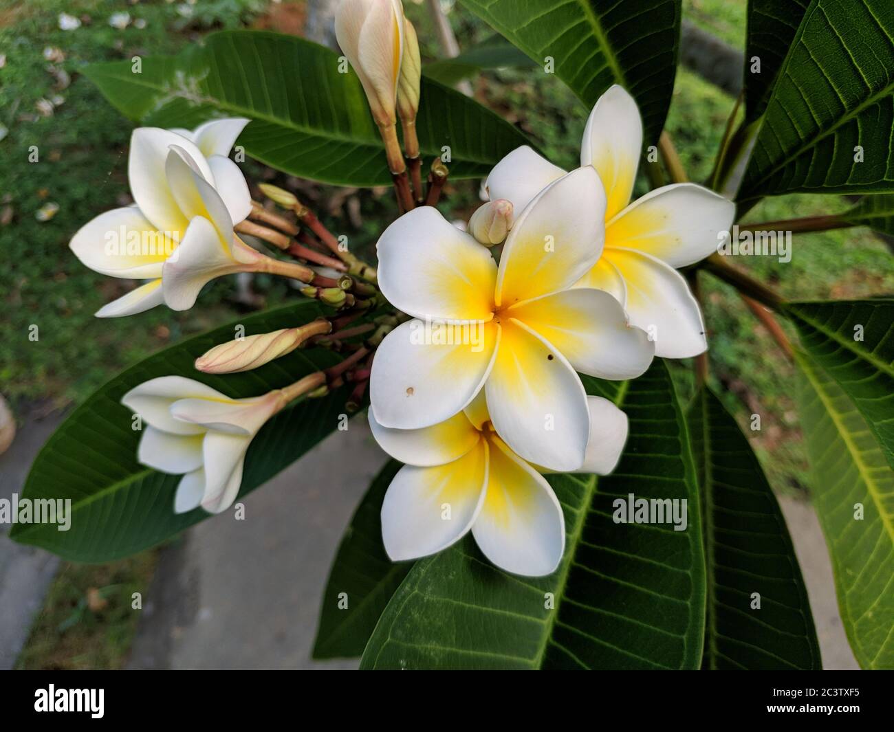 White yellow tropical flowers hi-res stock photography and images - Alamy
