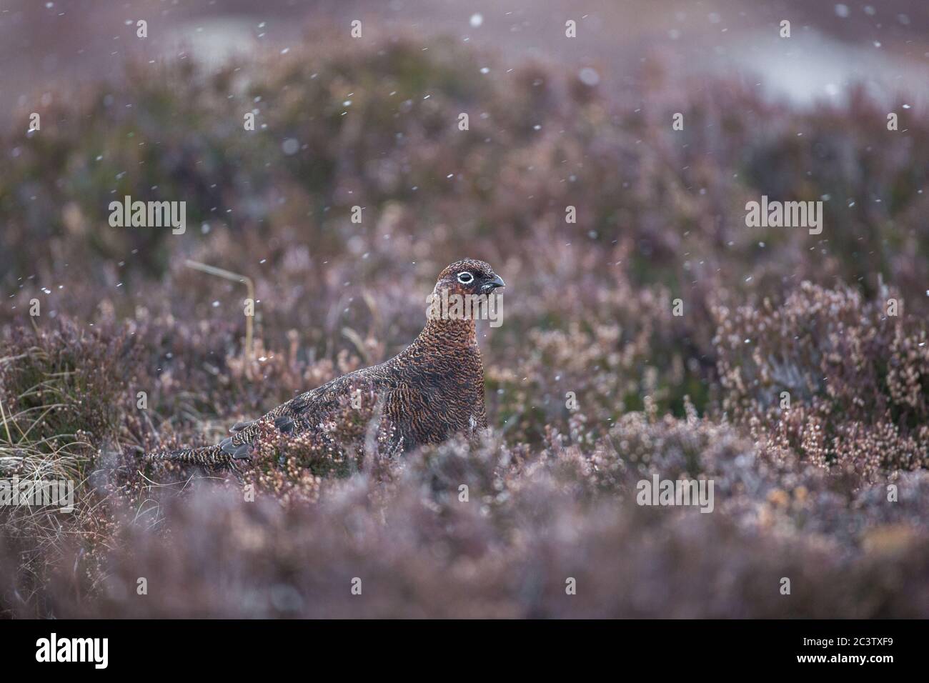 A female red grouse sits camouflage amongst heather in the Highlands of ...
