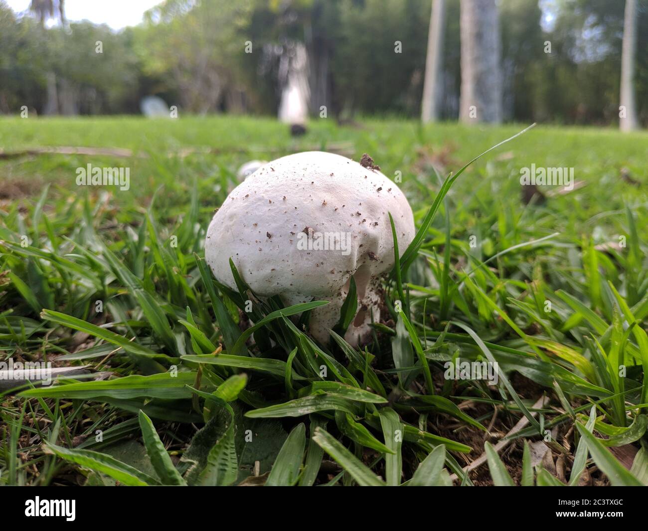 Smooth mushroom cap hi-res stock photography and images - Alamy