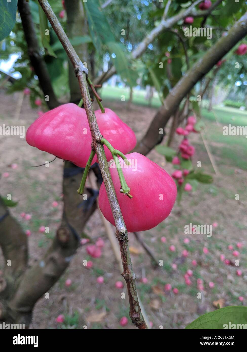 Waxapples hi-res stock photography and images - Alamy