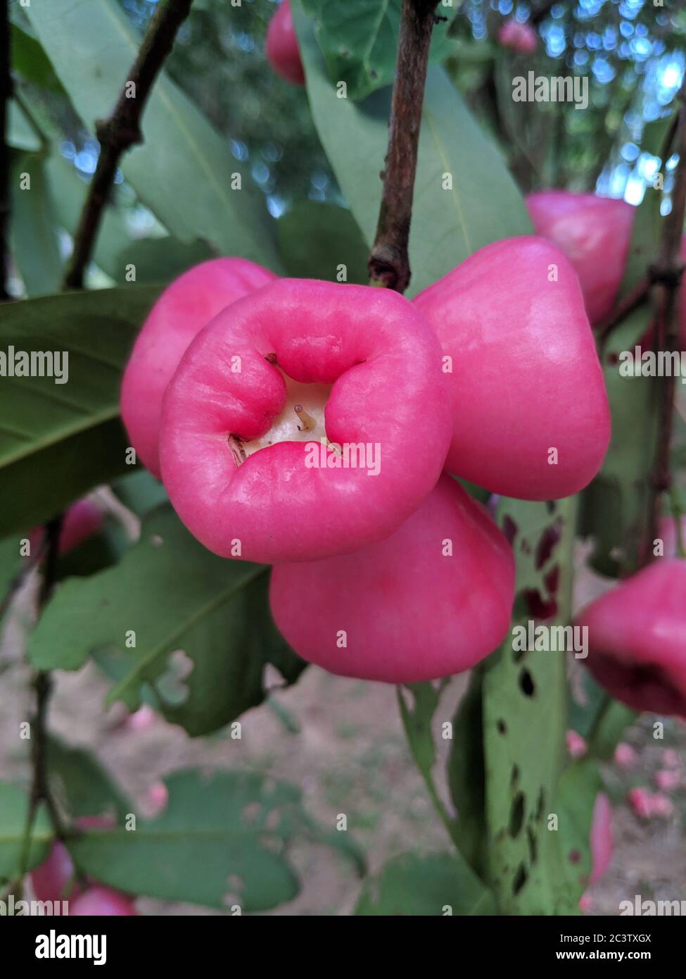 Wax Apples High Resolution Stock Photography and Images - Alamy